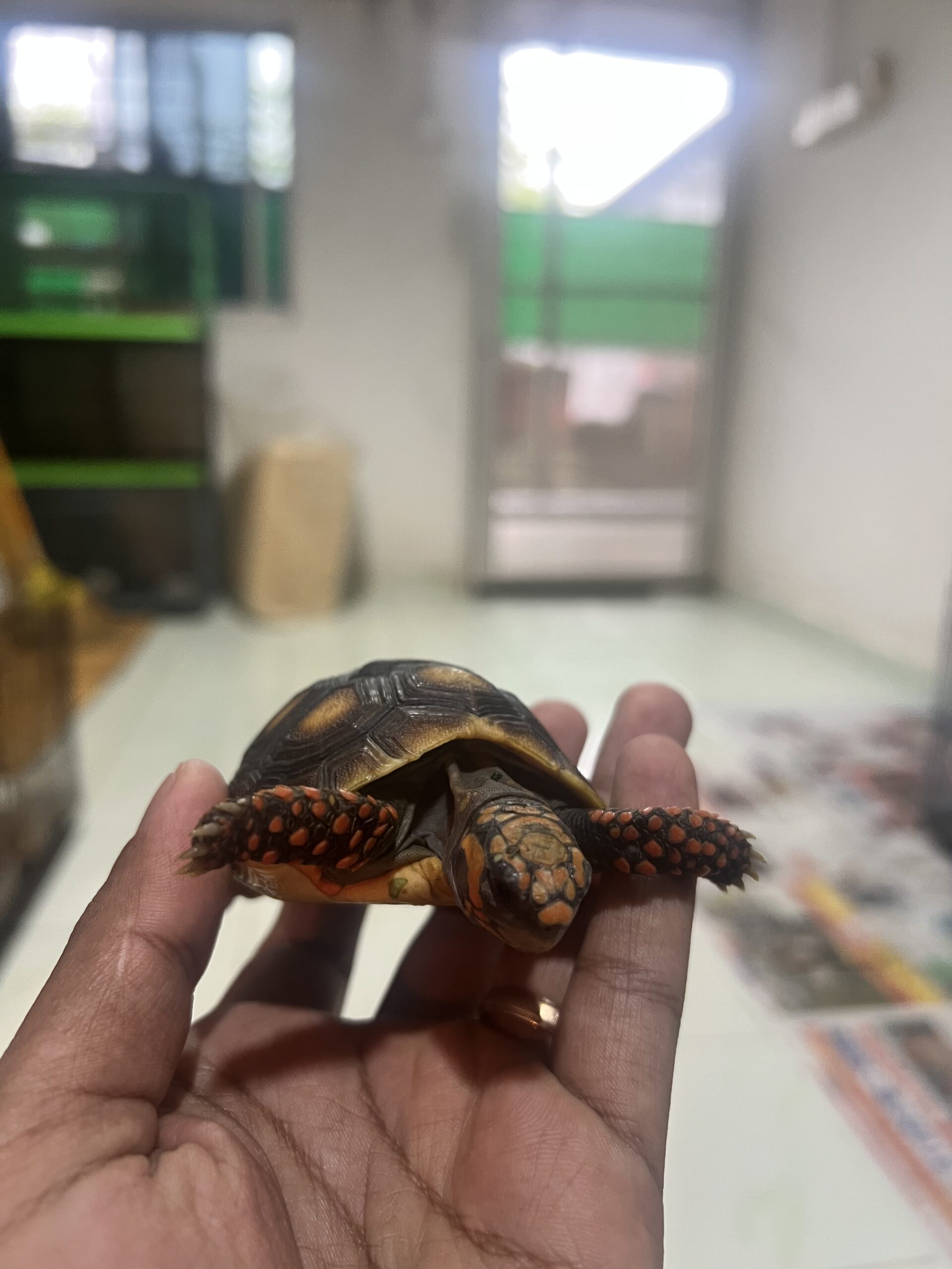 Available Stock - Animal Paradise Zoological Breeding Farm