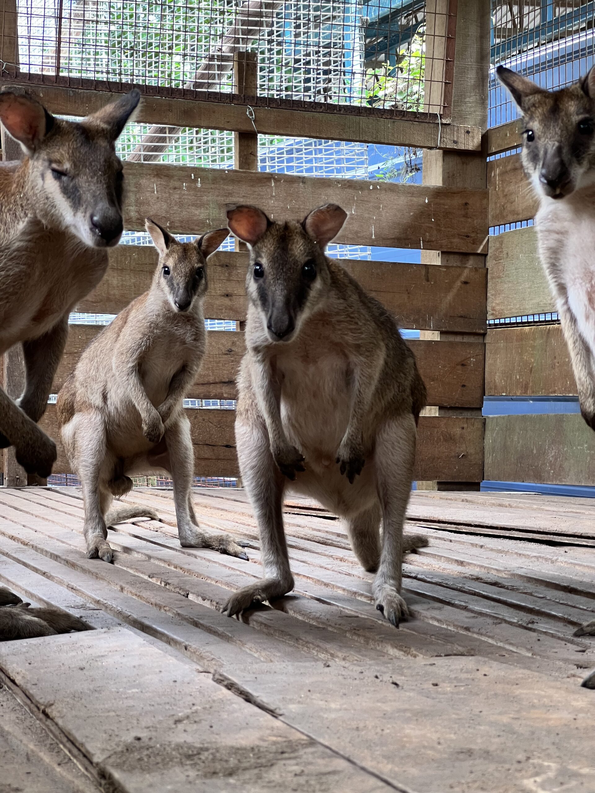 Available Stock - Animal Paradise Zoological Breeding Farm